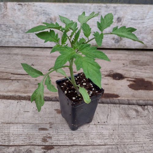 Cherry Tomato Plant, 'Coyote', 2.5"pot | Wysmykal Farm | Northport, NS...