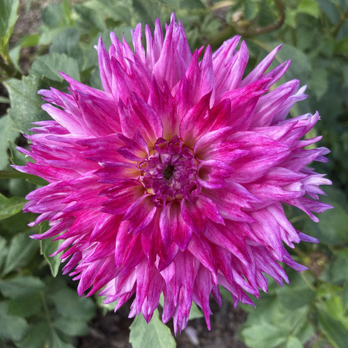 Fort Hill Farm | WELCOME TO OUR DAHLIA TUBER STORE ~ Pre-order now f...