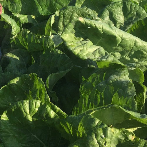 Fort Hill Farm | WELCOME to FORT HILL FARM's WINTER VEGETABLE PRE-ORDE...