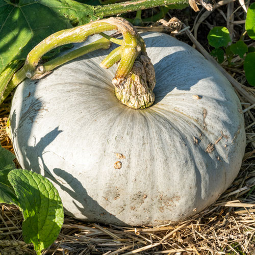 Grey Ghost Squash | Holden Colony Meats & Produce | Holden, AB, CA